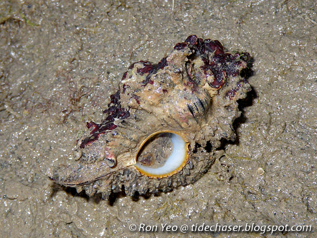 tHE tiDE cHAsER: Murexes, Rock Shells & Drills (Phylum Mollusca: Family ...