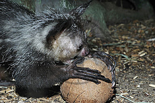 Sonderbare Tierwelt: Fingertier