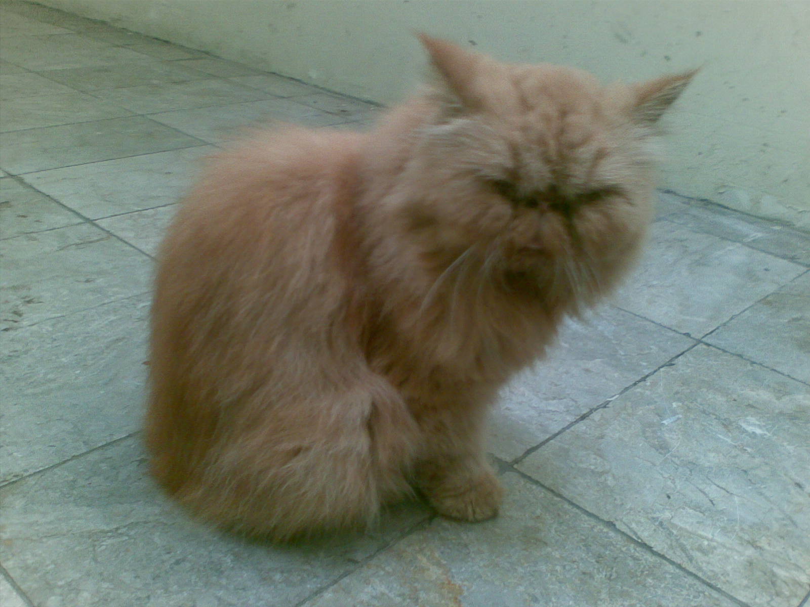 Kucing Cattery Padang: Lady Kucing Peaknose