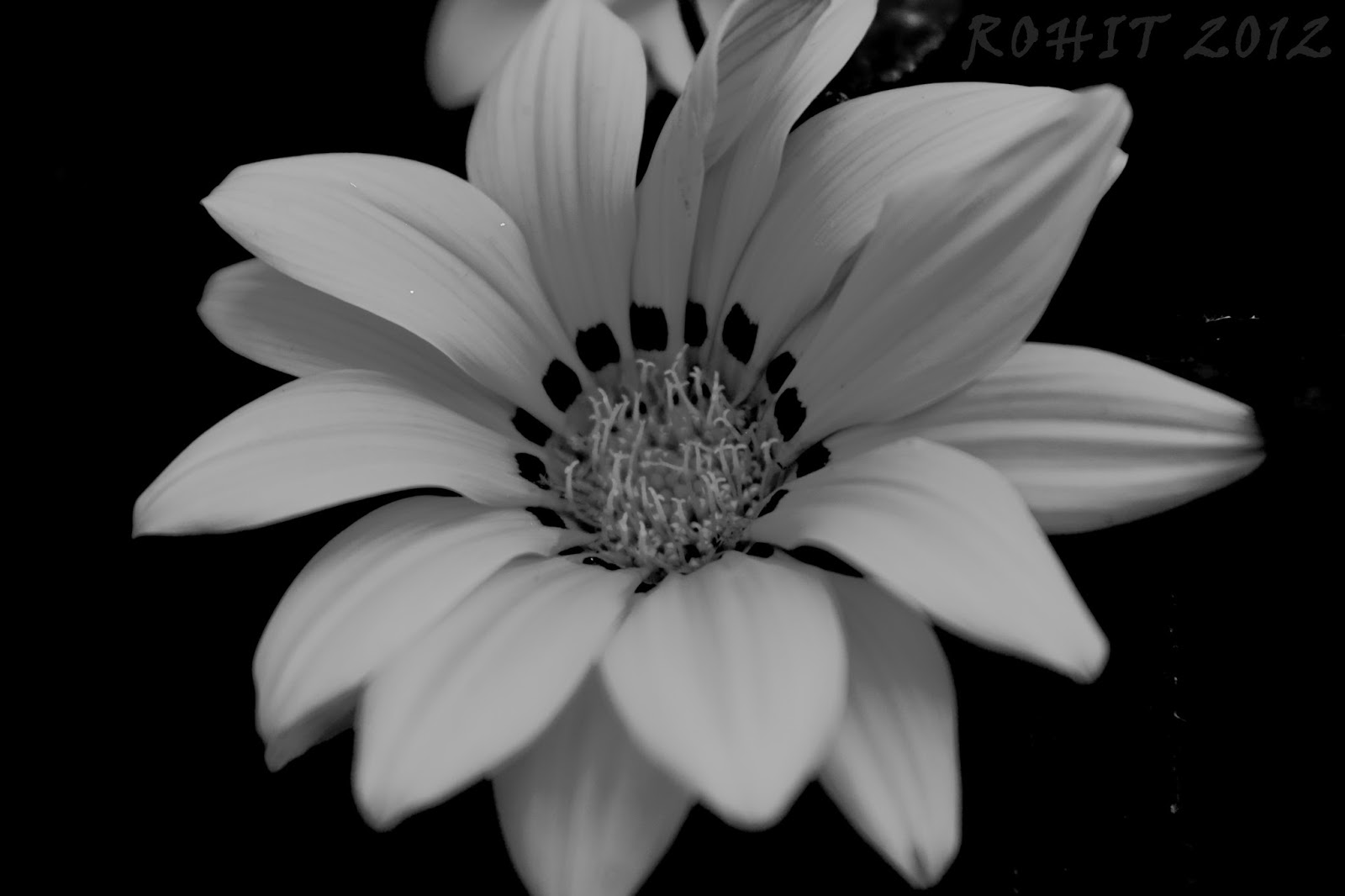 Black And White Photography | Photography