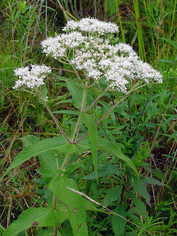 Common Boneset