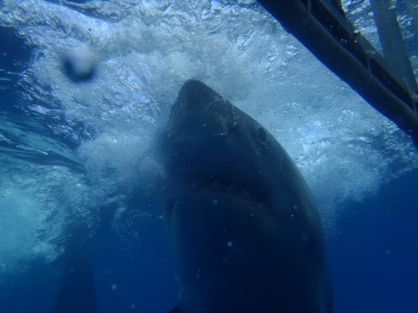 Shark Diver : Shark Diving : Swimming With Sharks: Shark Cage Diving ...