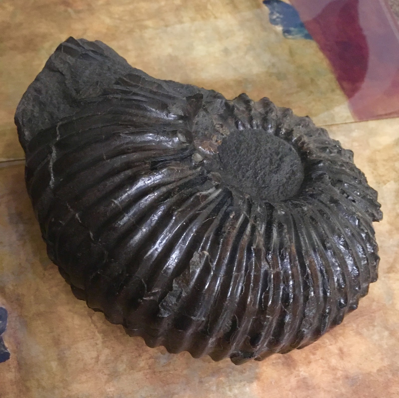 FOSSIL HUNTRESS: EXPLORING WRANGELLIA