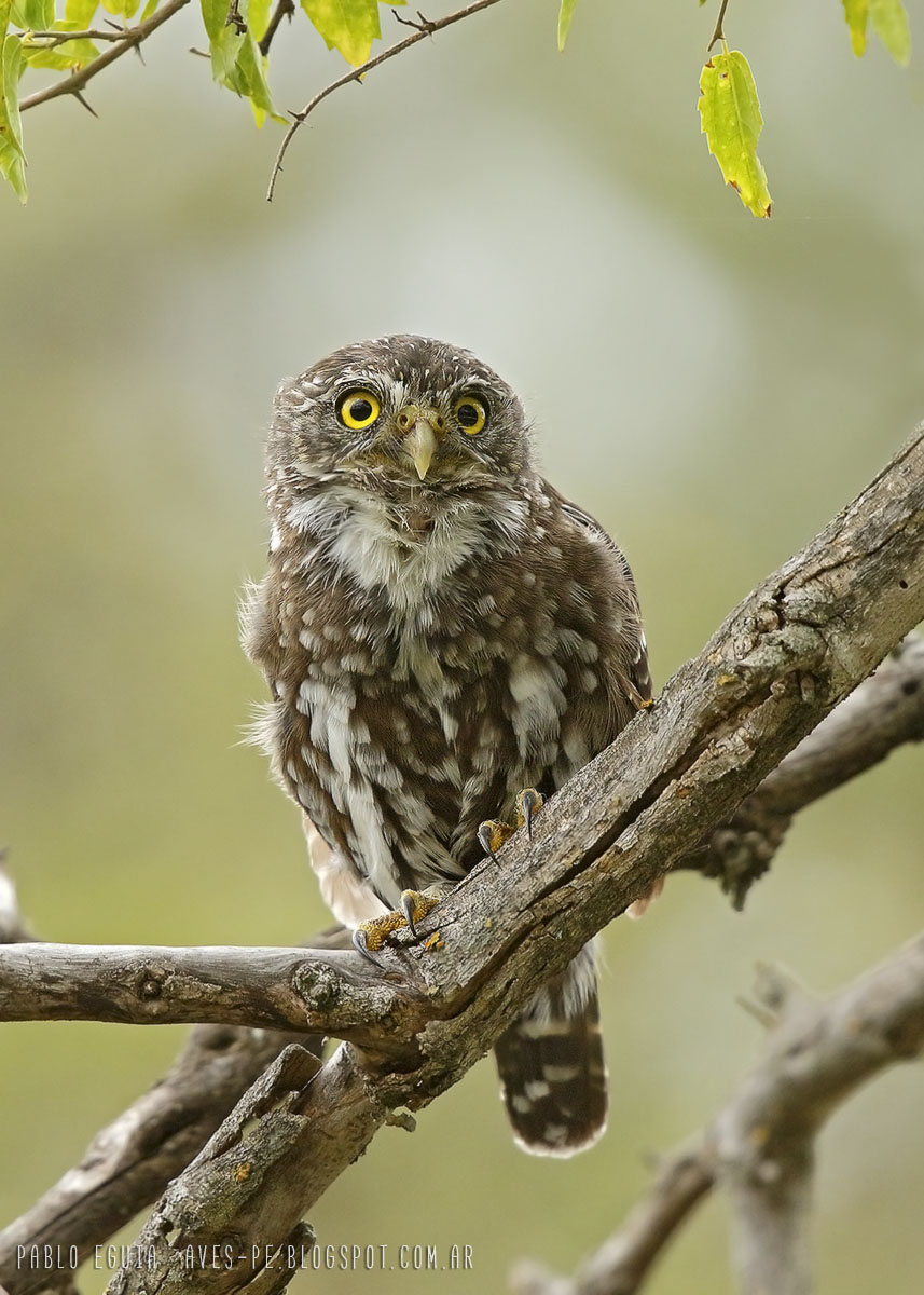 mis fotos de aves: Glaucidium brasilianum Caburé Chico Ferruginous ...