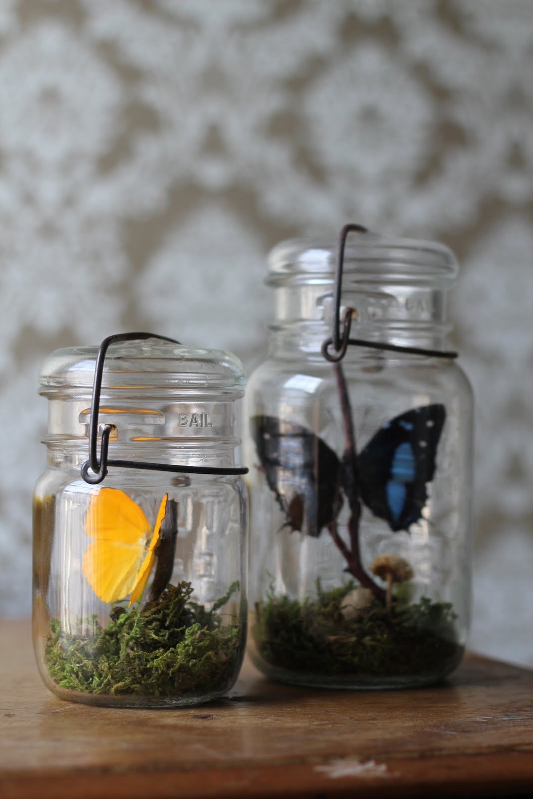 Alfred and Alma's Insect Shoppe: New: Butterflies in Vintage Jars