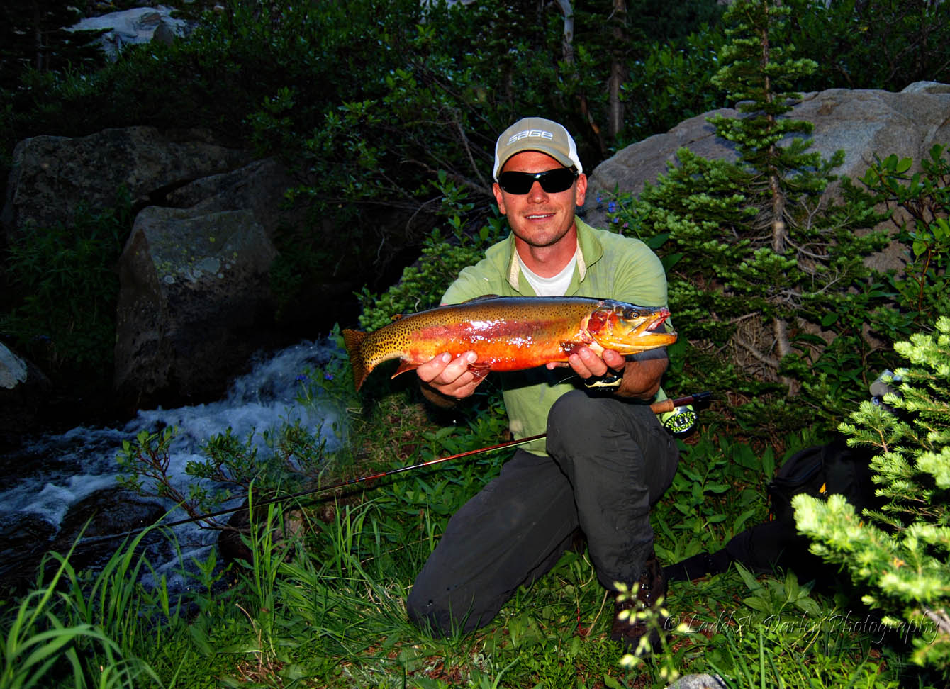 Giant Golden Trout