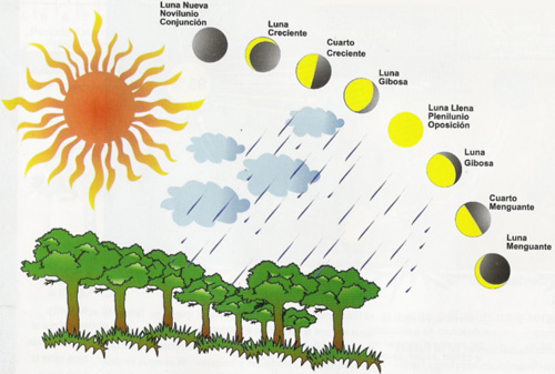 Del Campo: Influencia de la Luna en los Cultivos