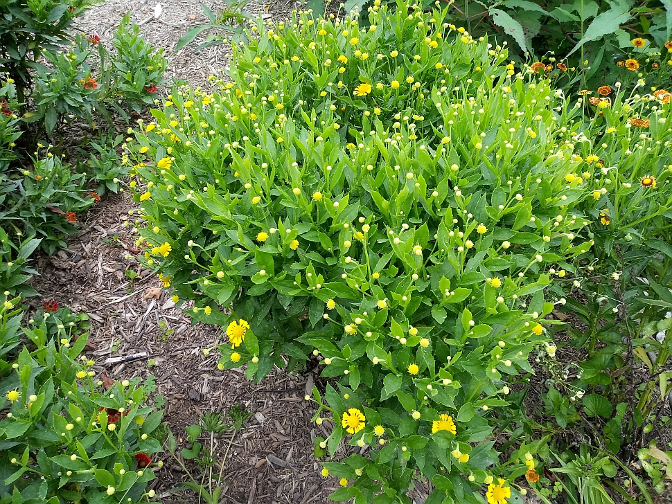 Future Plants by Randy Stewart: Helenium