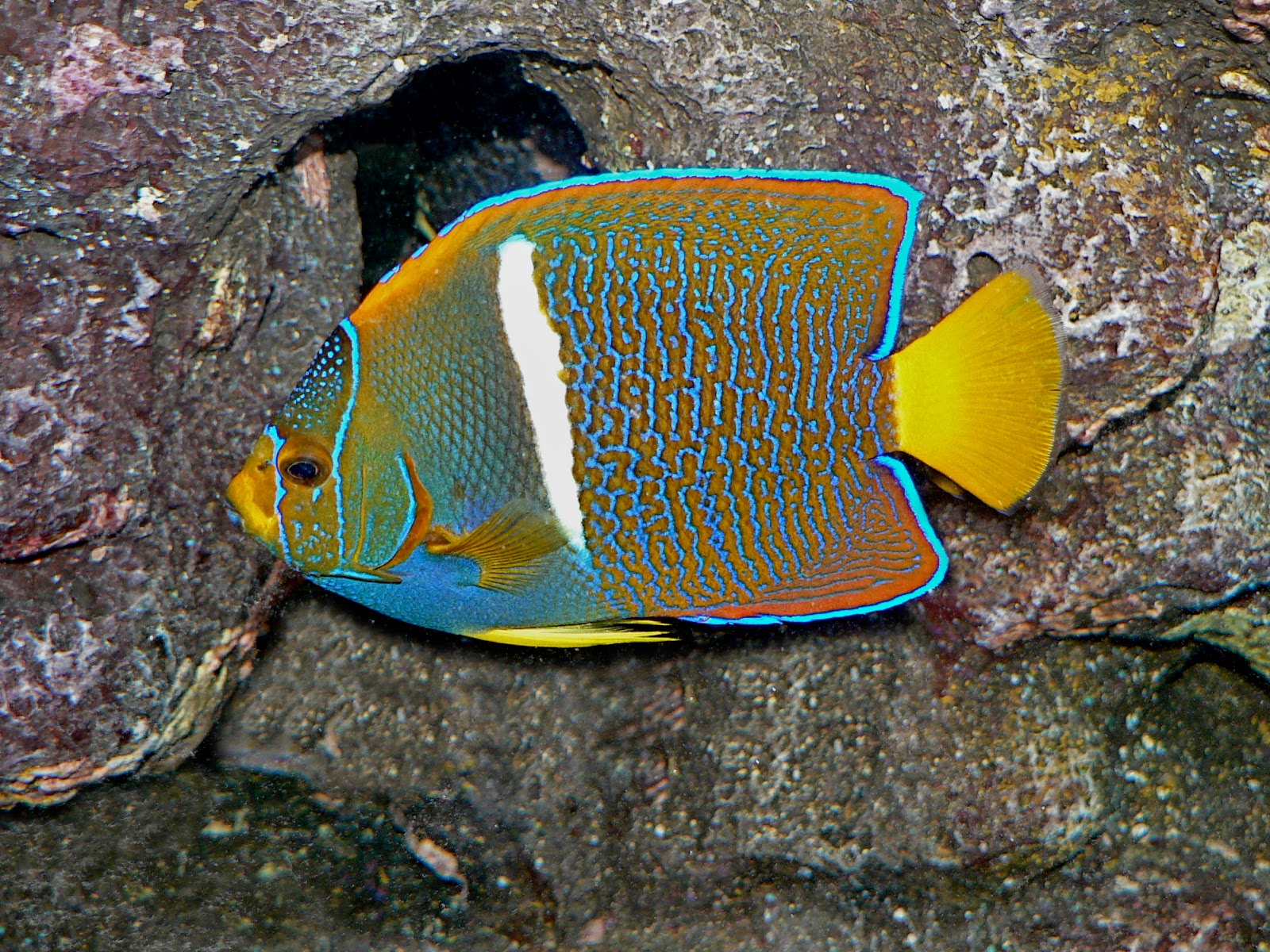 fish share: Angelfish Photo Gallery-9