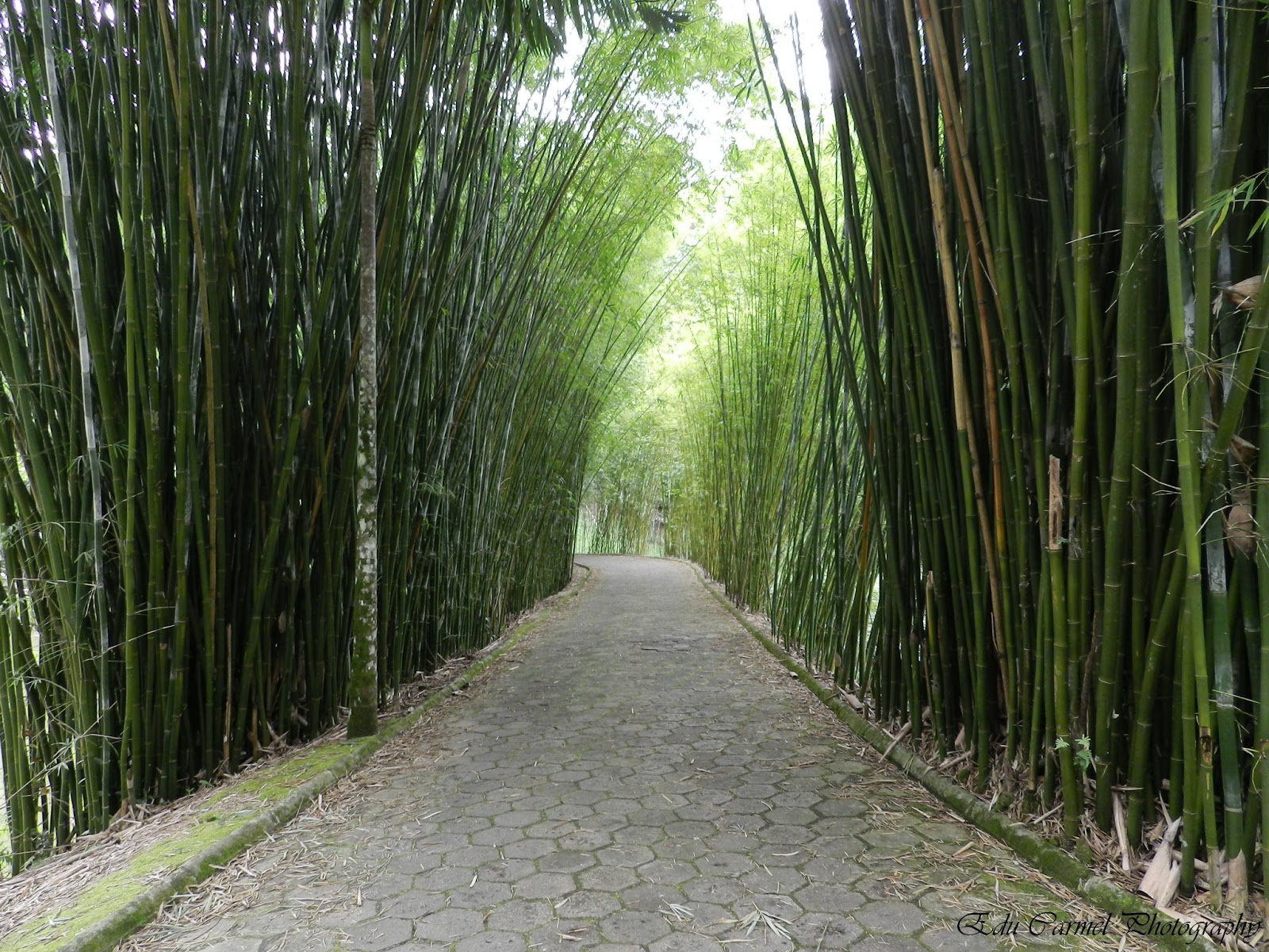 Zooms Gallery: Bambu