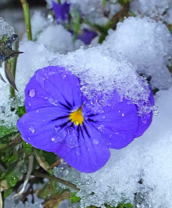 A Digital Botanic Garden: Fairchild's Mule...... almost