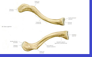 Ayudantias de anatomia: OSTEOLOGIA DE CLAVICULA