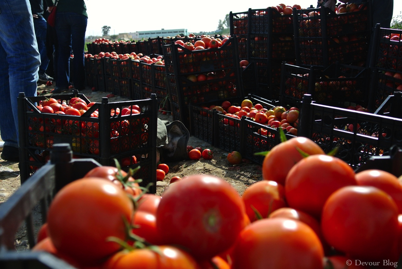 Baking Bread With Social Entrepreneurs: Zikra in the Jordan River ...