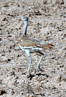 El Herrerillo: Tipos de patas de las aves