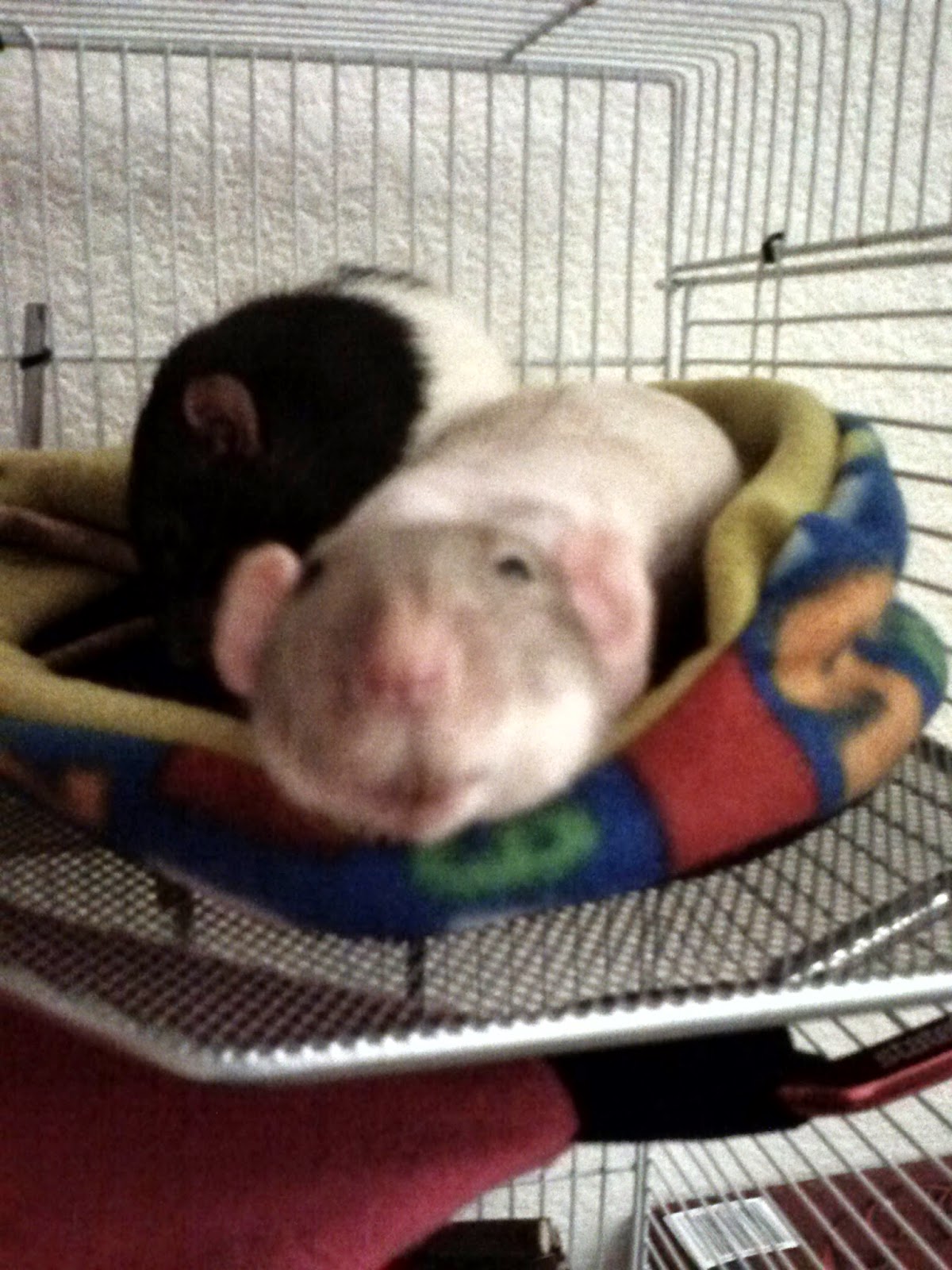 Caring Creations: What you should know about double rex rats