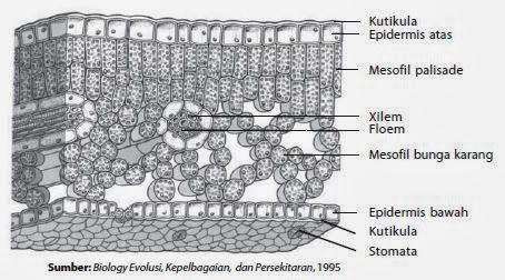 Penjelasan Tentang Organ pada Tumbuhan | Biologi Indonesia