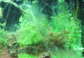 AquarioTrucs: Les algues en aquarium