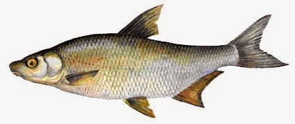 Pasiunea Pescuitului: Morunas