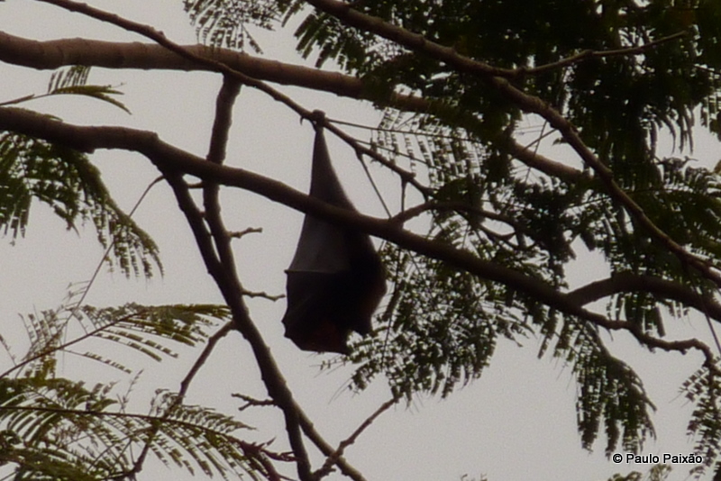 Mamíferos: Acerodon jubatus