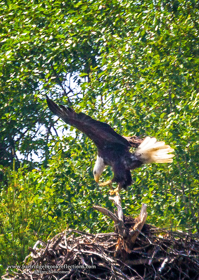 Getting it Right in the Digital Camera : Fallen Eagles Gallery