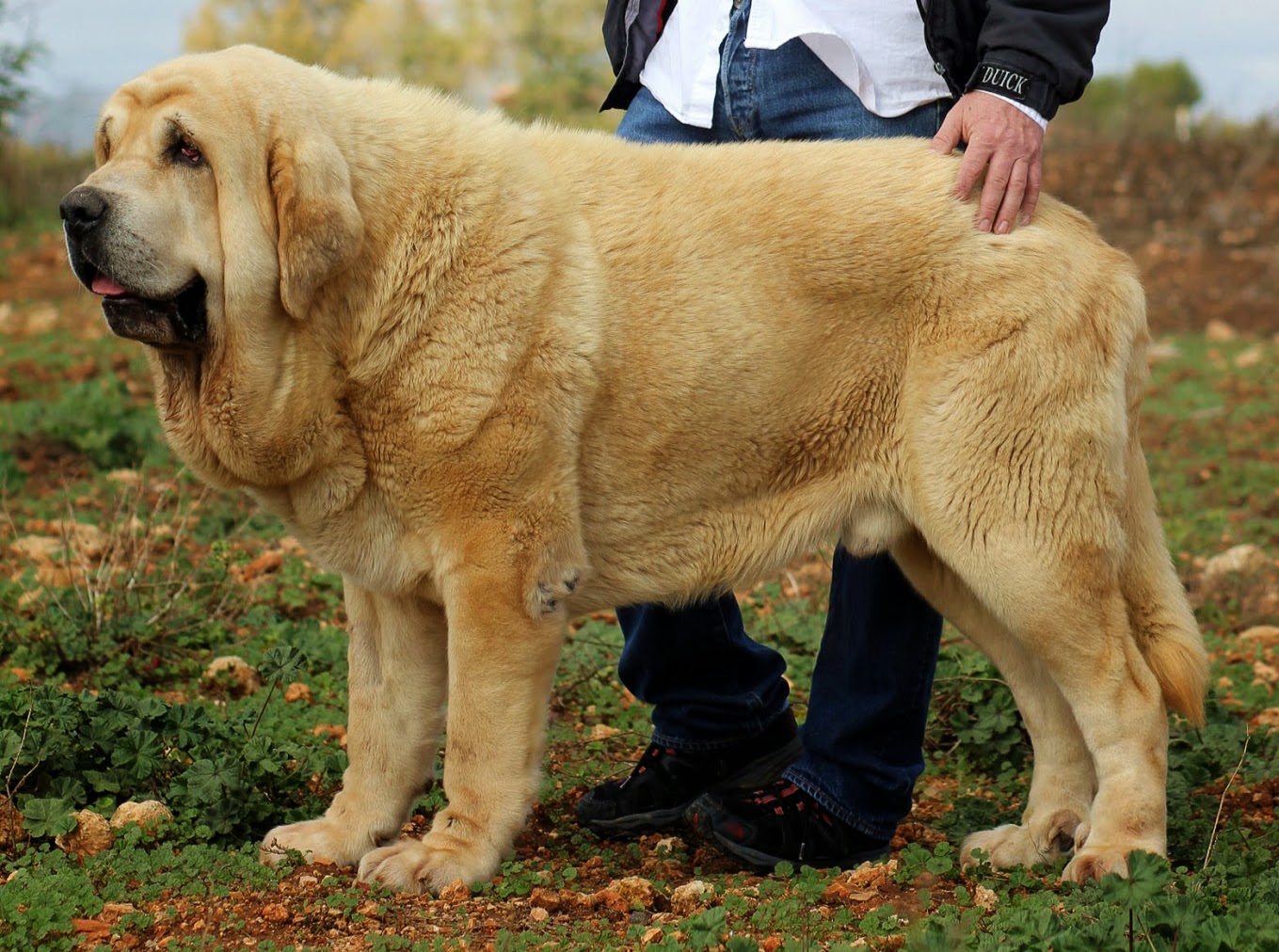 Mastines de Cantabria - AMACAN