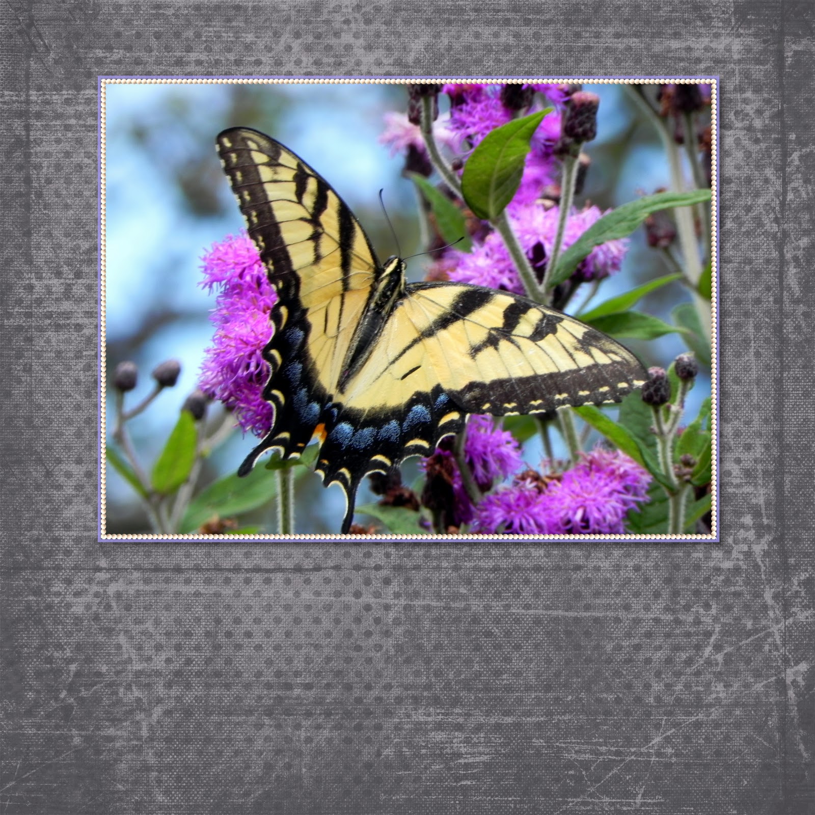 Power of the Flower: Butterfly Names (12 inch) In Search of....