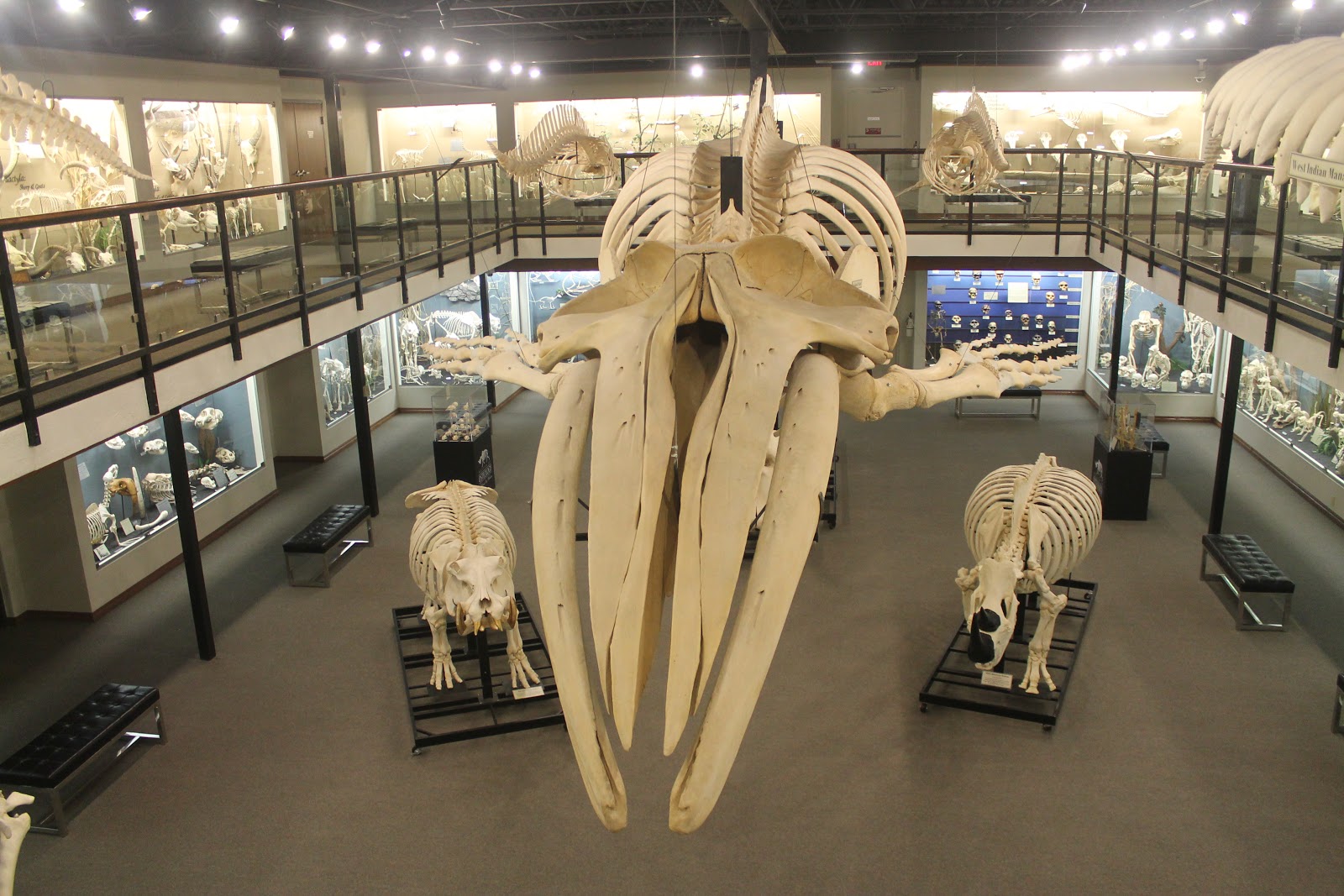 american-attractions-museum-of-osteology