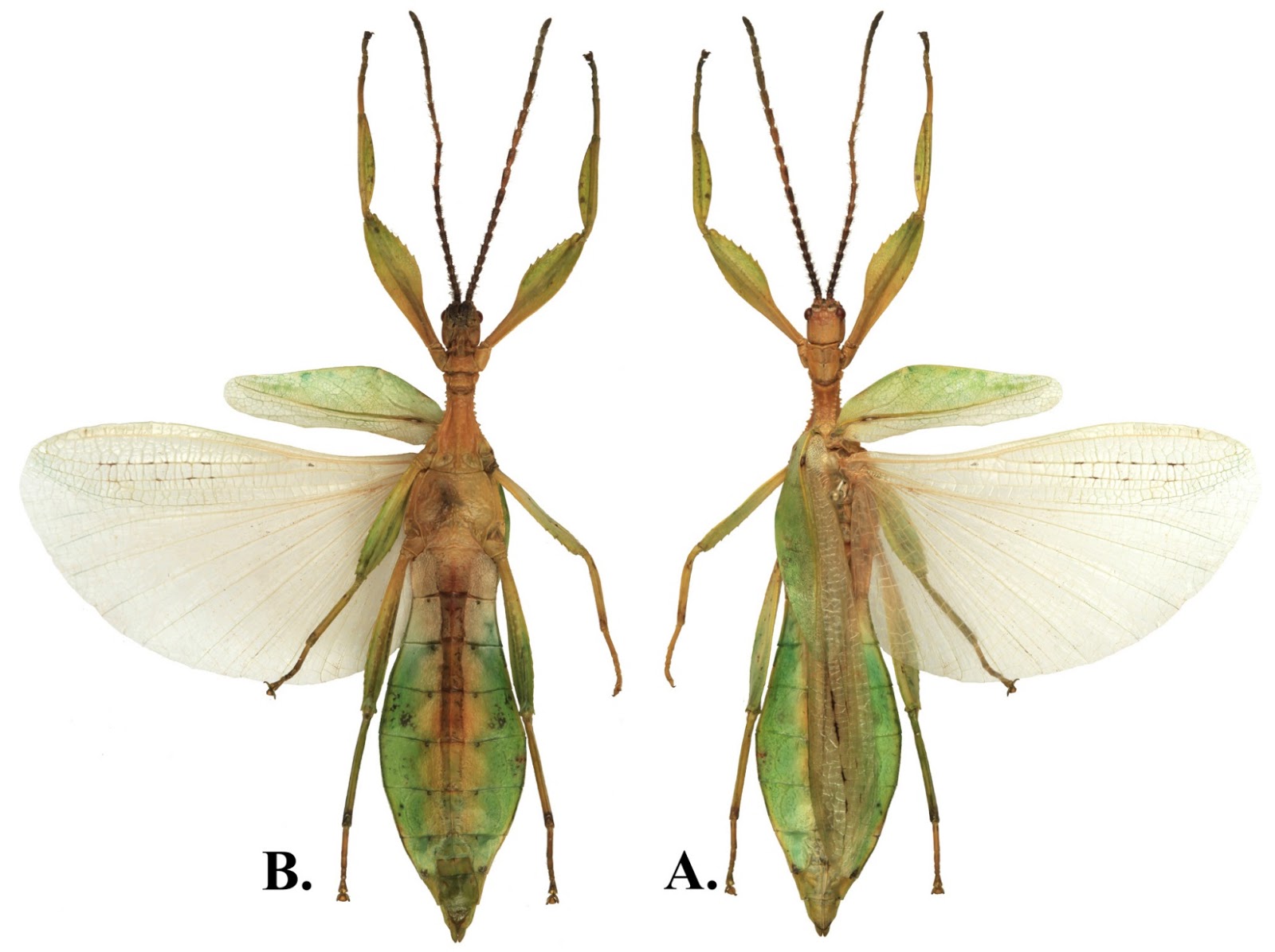 Species New to Science: [Entomology • 2017] Leaf Insects (Phasmida ...