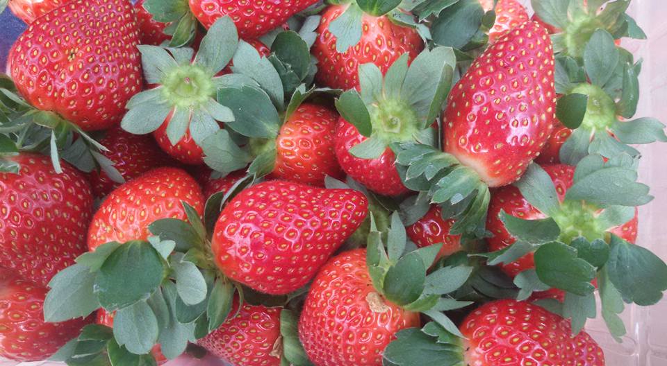 Dreaming Big Enough: Cameron Highland Part 2 (Big Red Farm Strawberry ...