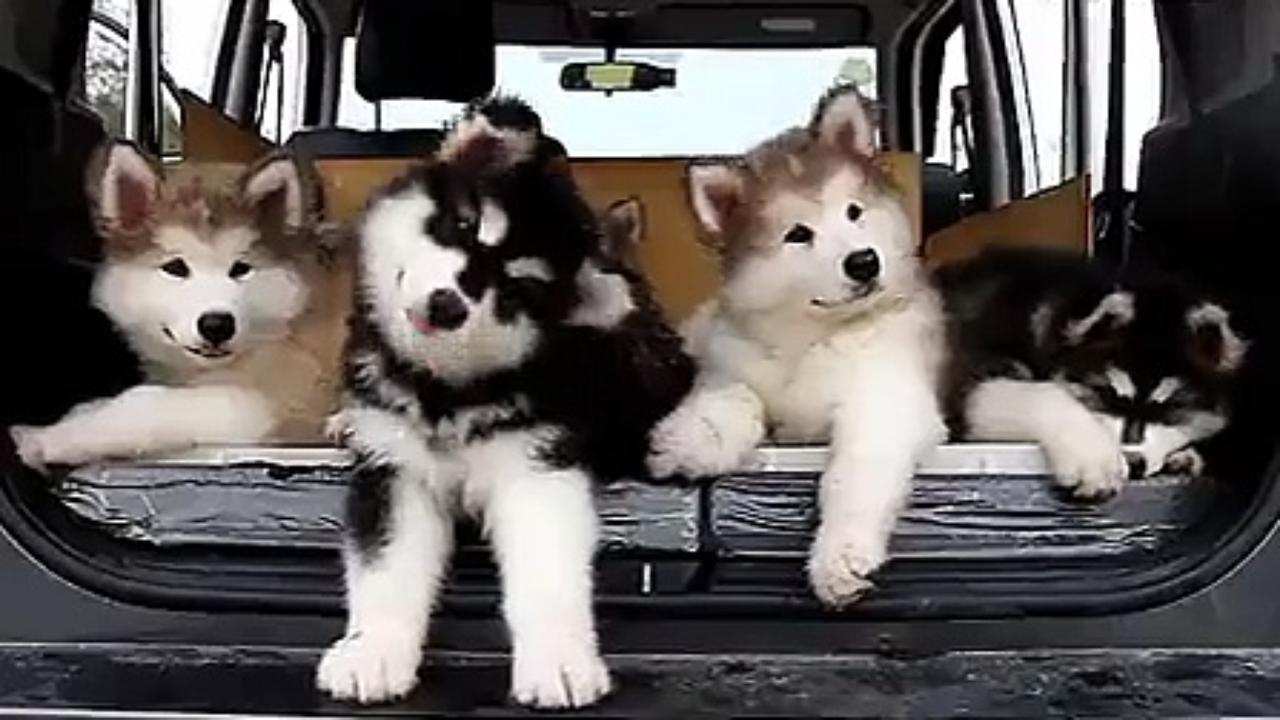 White Wolf : Just try not to smile while you watch these dancing puppies