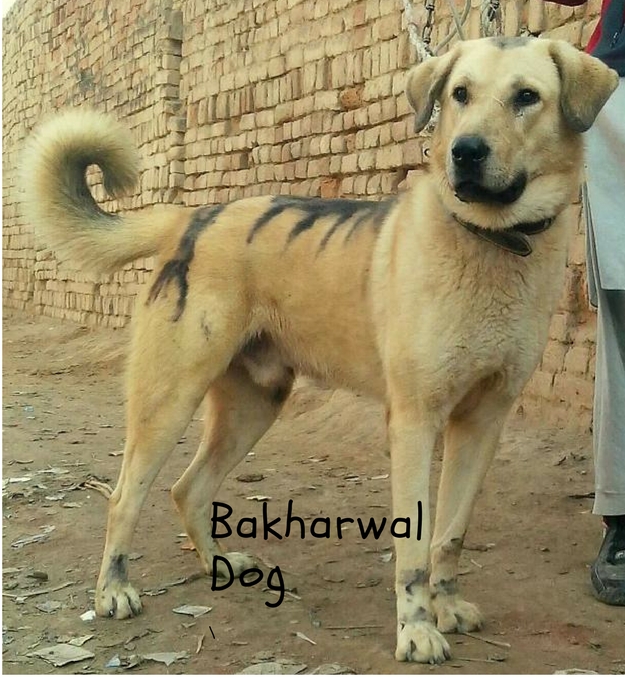 Mysterious Facts of World | Enhance Knowledge: Indian Dog Breeds