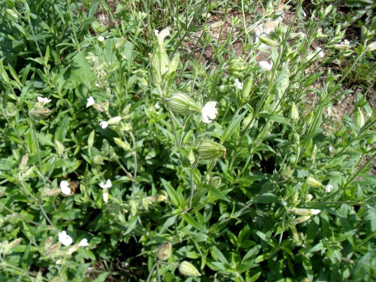 ILFOGOLAR: Pesto di sclopit