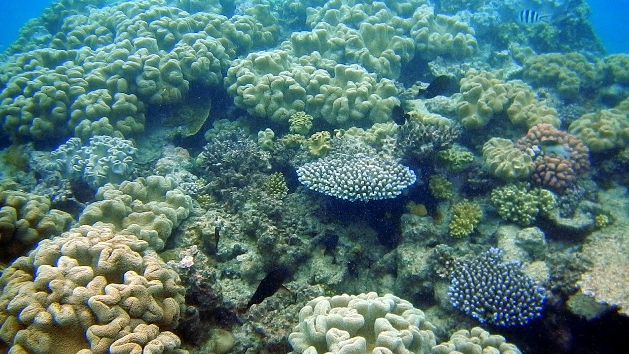 Double Skinny Macchiato: Reef, Rainforest and Rain in Port Douglas