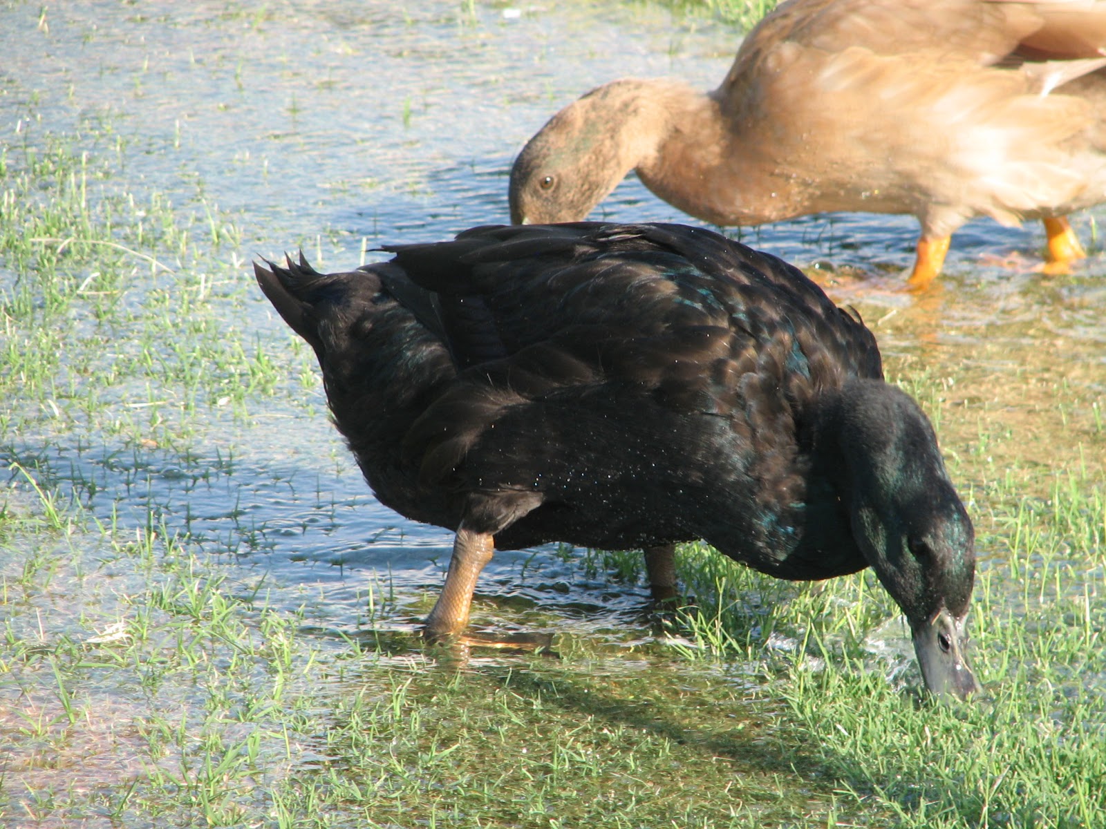 Metzer Farms Duck and Goose Blog Metzer Farms Duck and Goose Blog