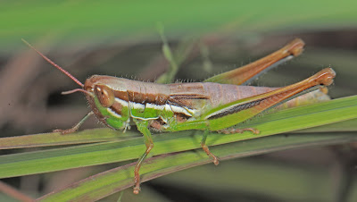 BunyipCo: April 2013