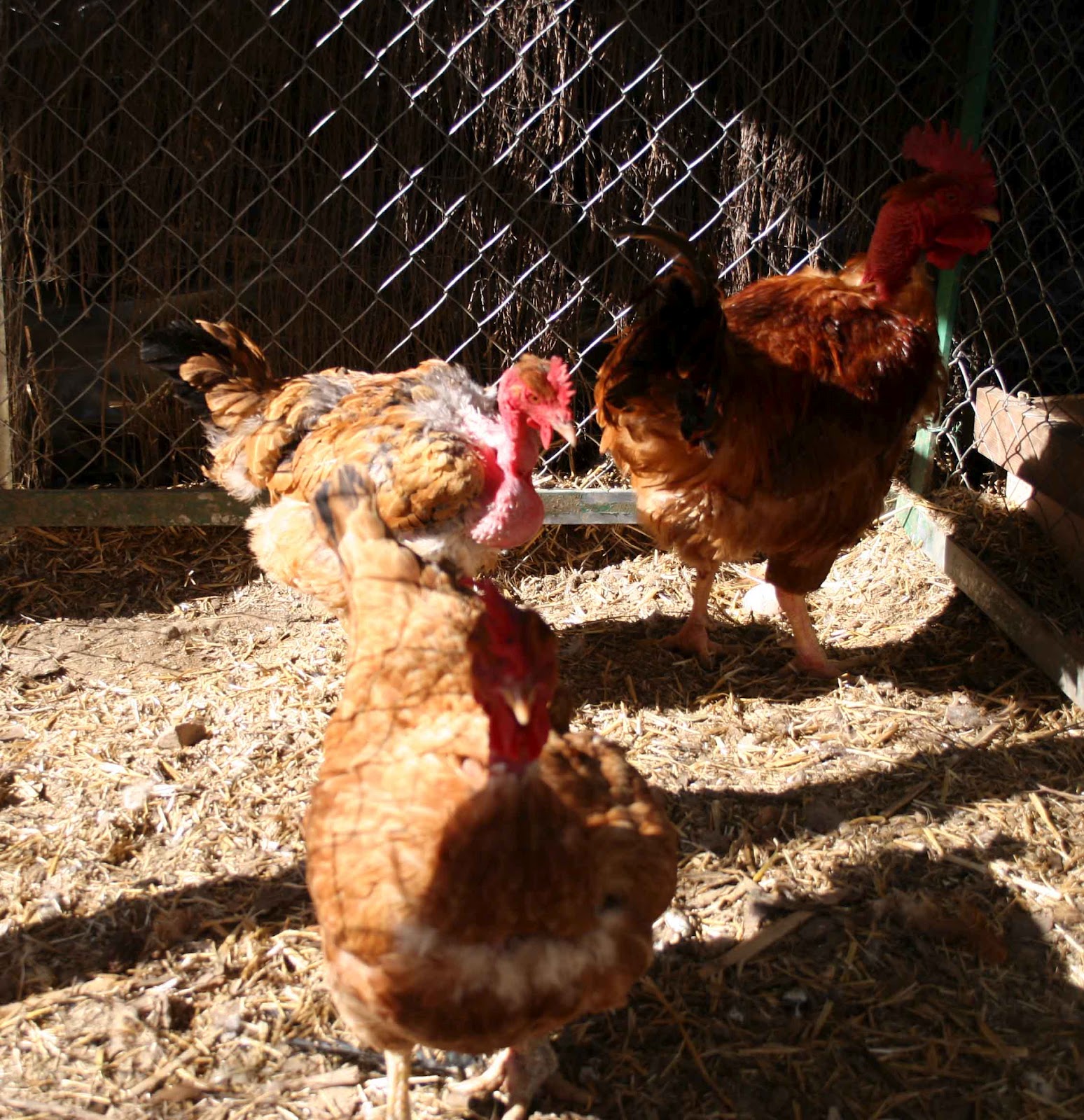 AVIARI CAN BOSCH DE SANT GREGORI: Razas de Gallinas Grandes