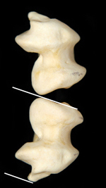 Rigging Asylum: Bird Anatomy - Skeletal