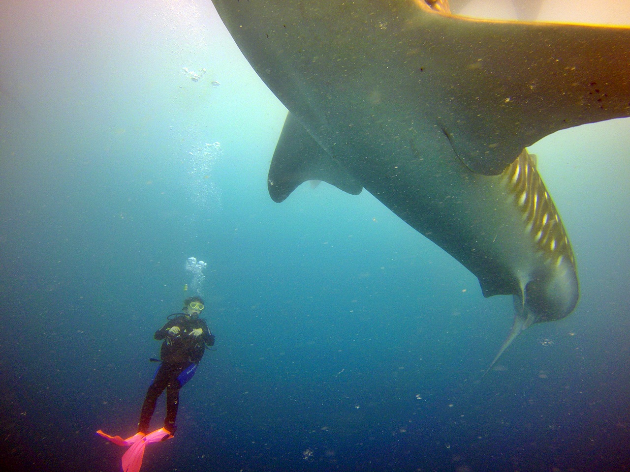 Live Is An Adventure: Bermain dengan Whale shark Gorontalo.