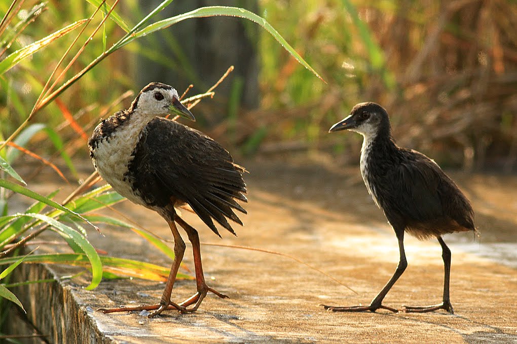Birdwatching In Miri, Sarawak: First Call : Volunteers for Asian ...