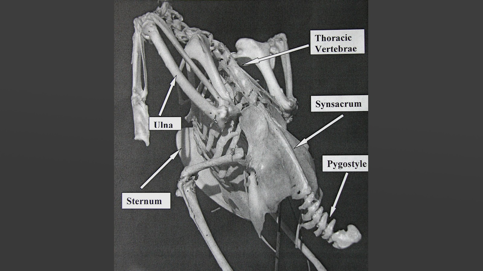 Rigging Asylum: Bird Anatomy - Skeletal