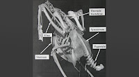 Rigging Asylum: Bird Anatomy - Skeletal