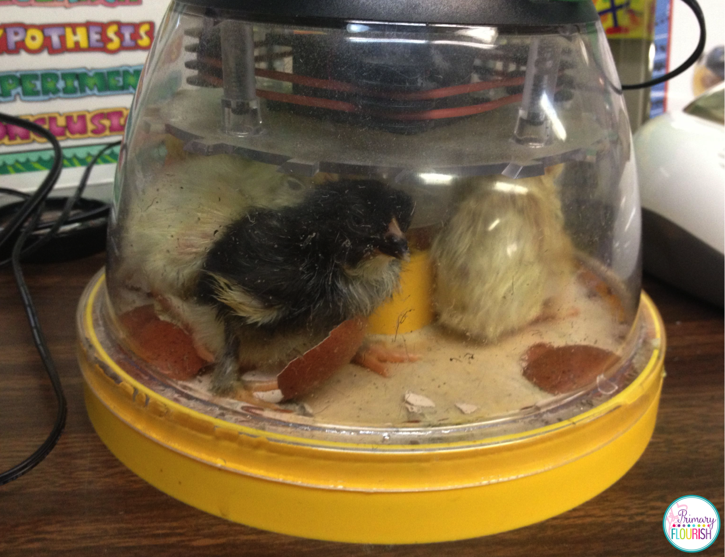 How to Hatch Chicks in the Classroom 101 - Primary Flourish