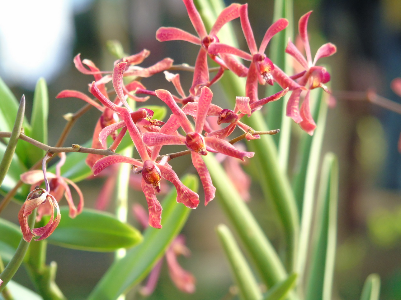 Baru 39+ Jenis Jenis Anggrek Tanah