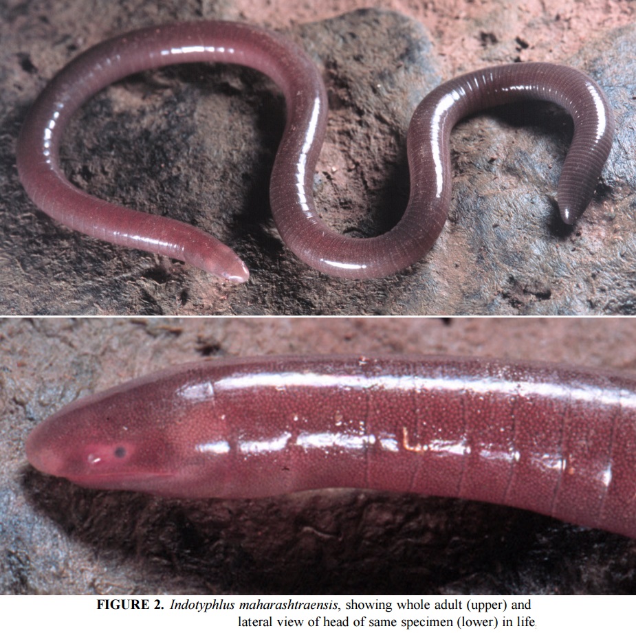 Species New to Science: [Herpetology • 2004] Indotyphlus ...