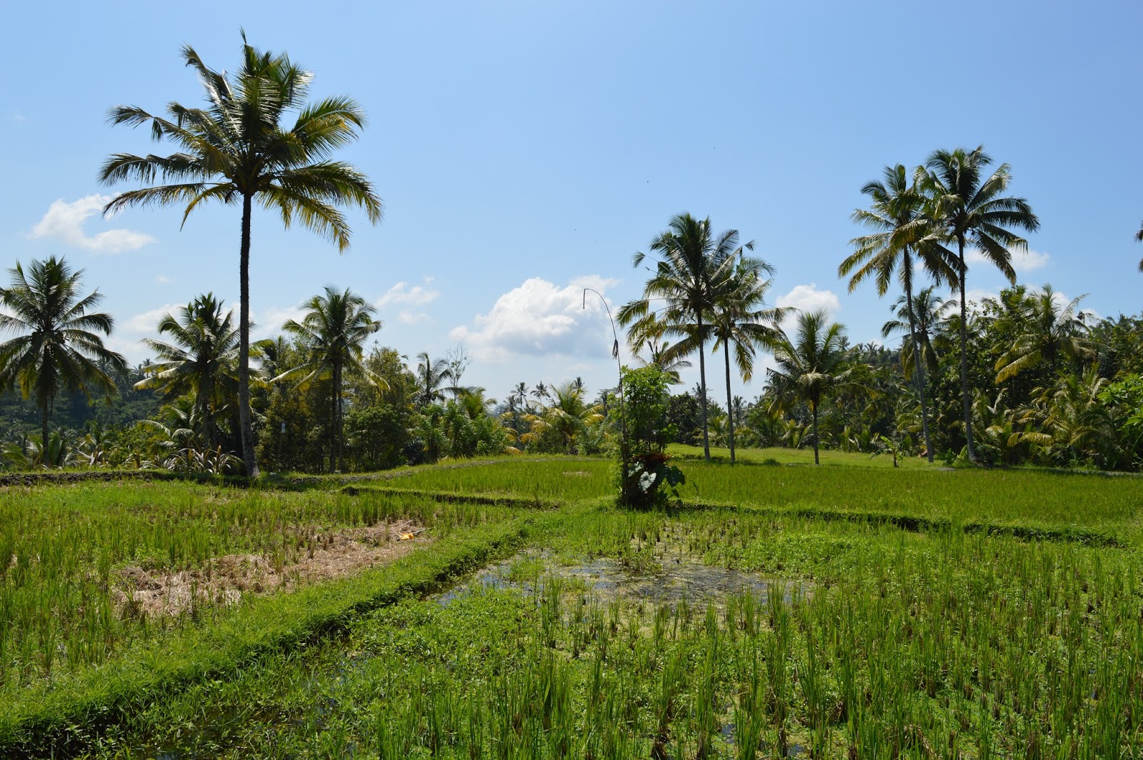 Rice Paddies