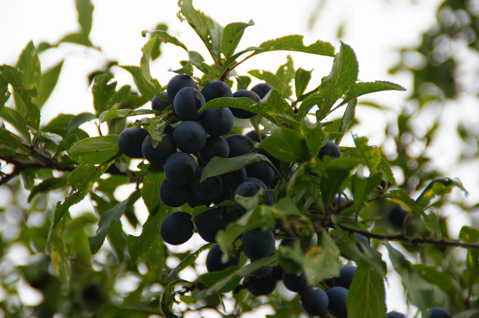 Hedgerow Bounty Part Five - Sloe gin