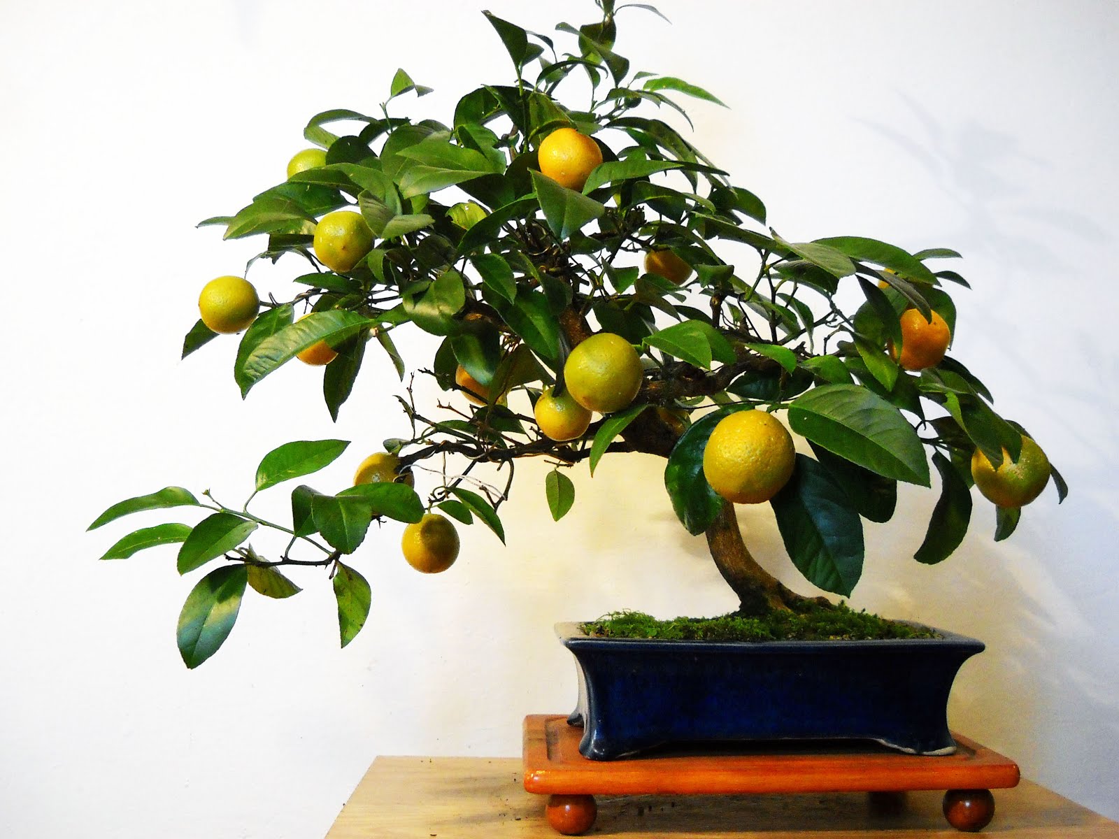 Chián bonsai: Citrus Meyeri: fructificación