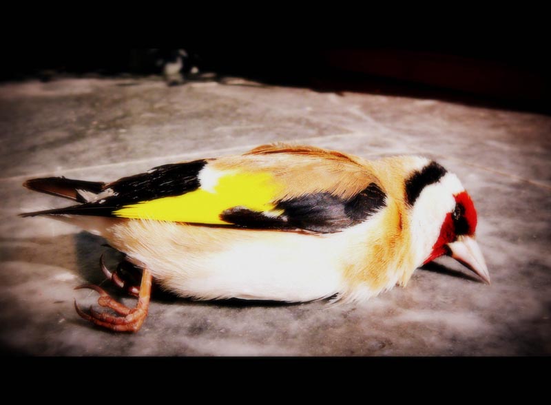 Tales of autumn: Poem: Bird funeral