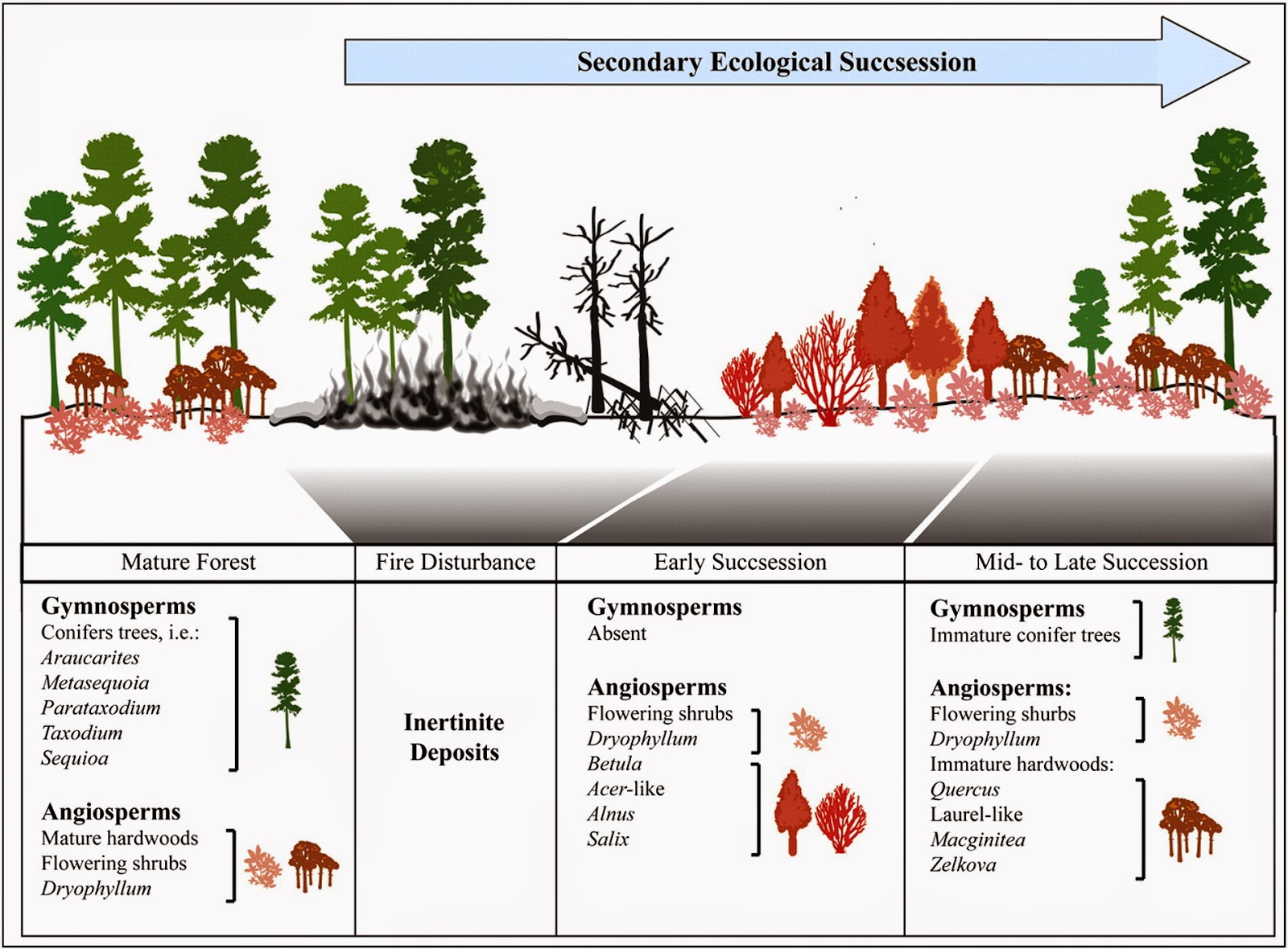 The Dragon's Tales: Fire Induced Ecological Succession in the ...