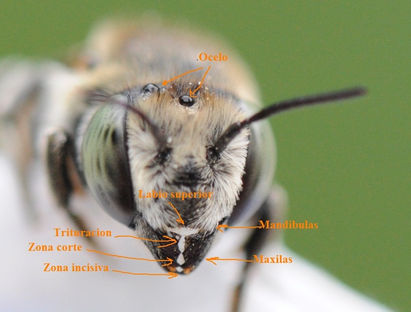 APRENDIENDO CON LA VISTA: CABEZA, TORAX Y ABDOMEN DE UNA ABEJA
